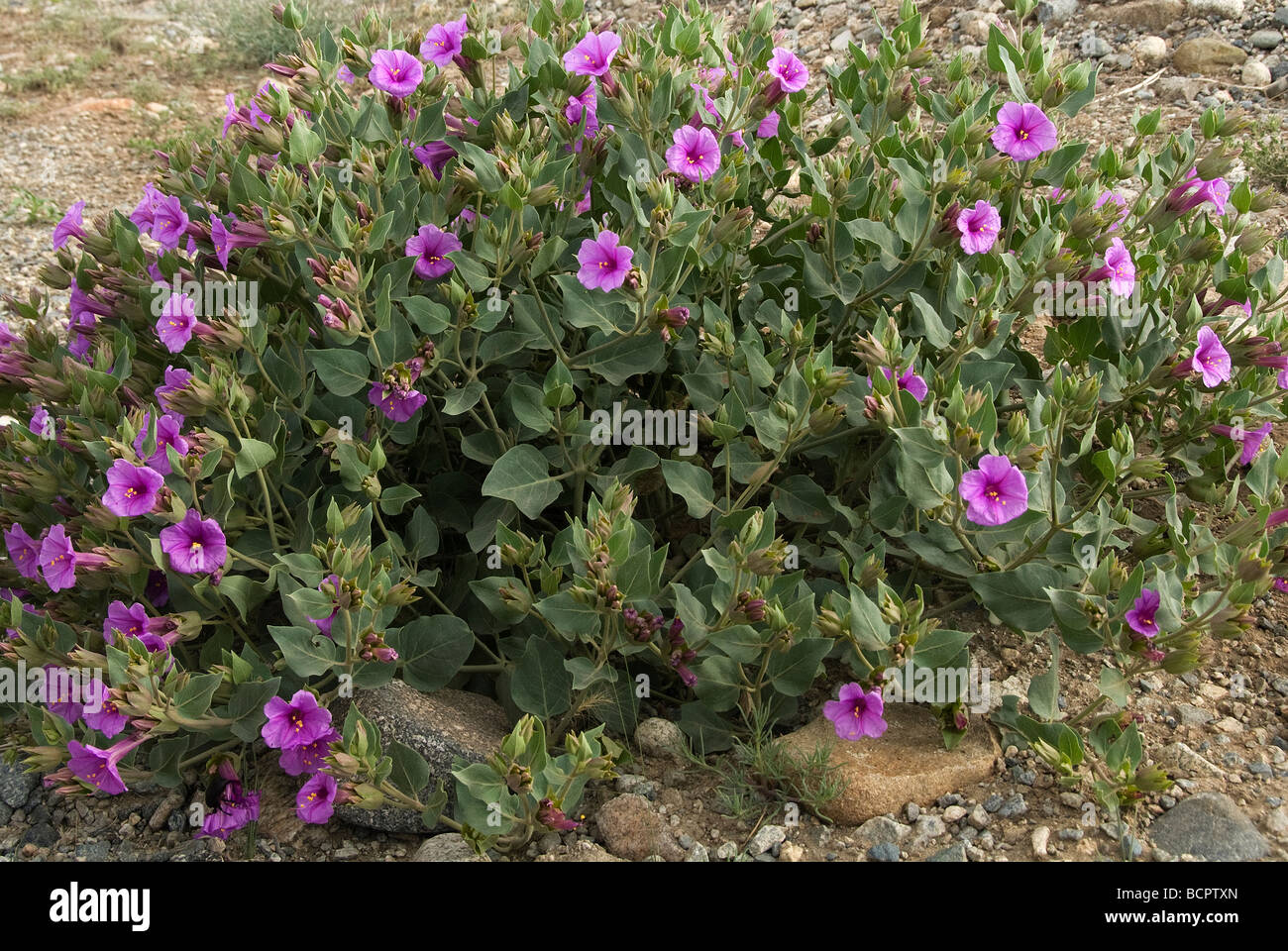 Showy four o clock hi-res stock photography and images - Alamy