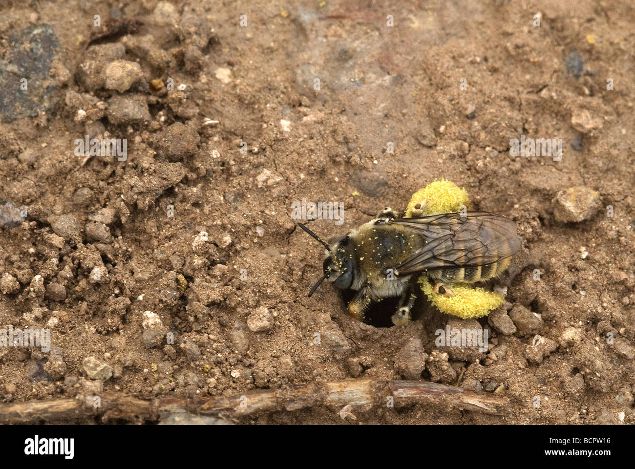 Anthophora hi-res stock photography and images - Alamy