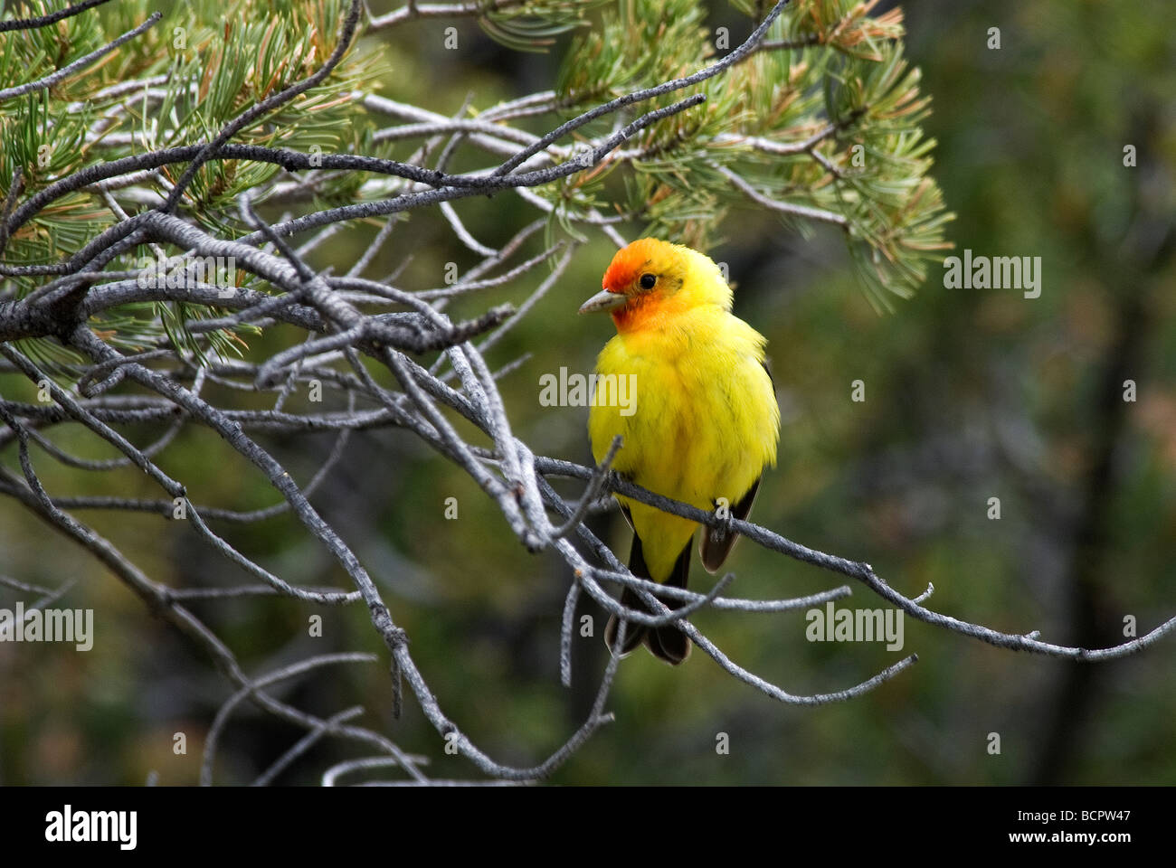 Rio piranga hi-res stock photography and images - Alamy