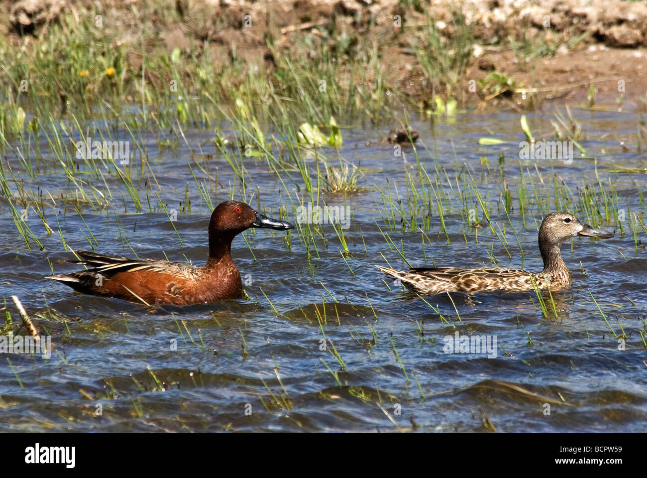Conejos colorado hi-res stock photography and images - Alamy