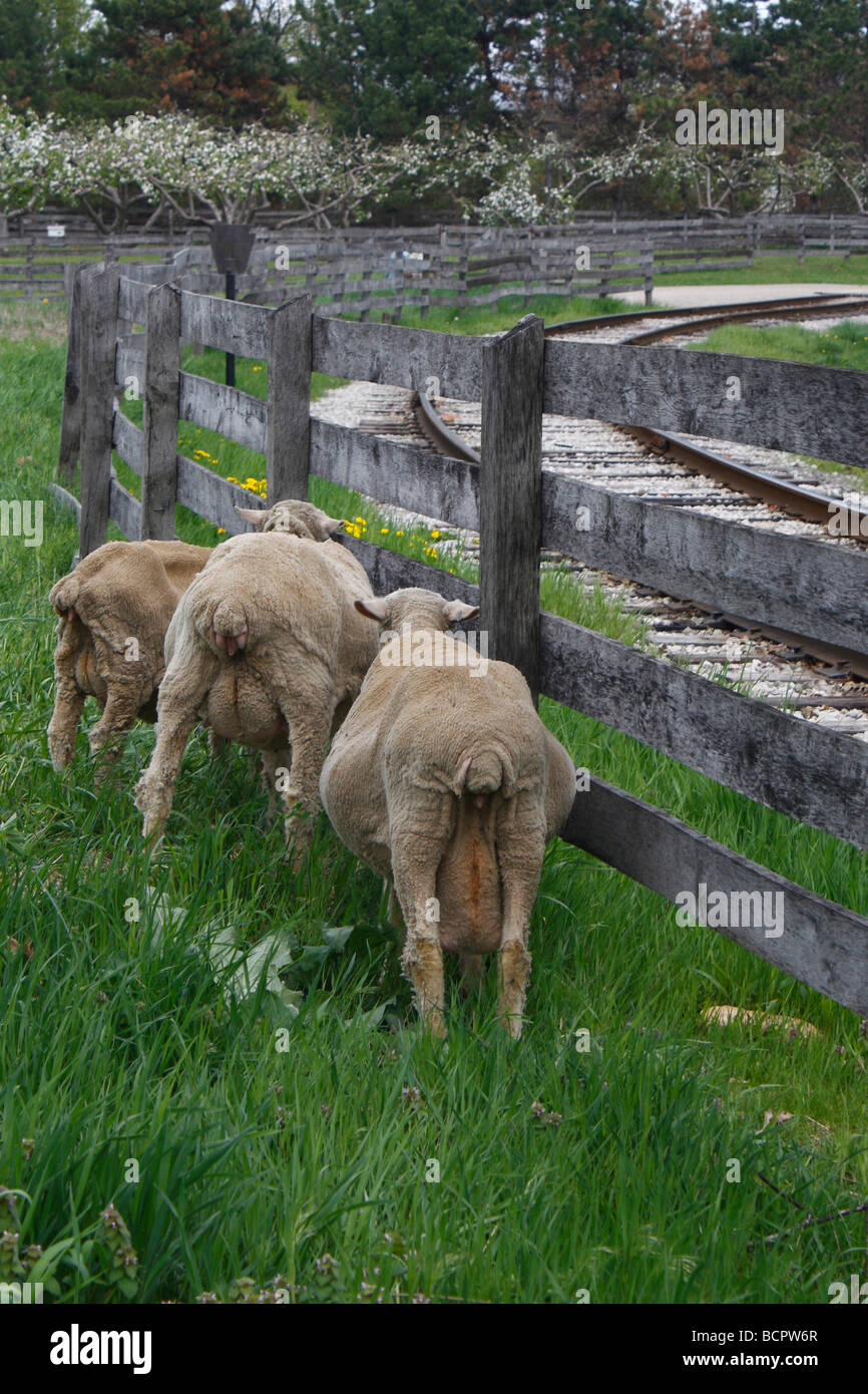 Sheeps hi res hi-res stock photography and images - Alamy