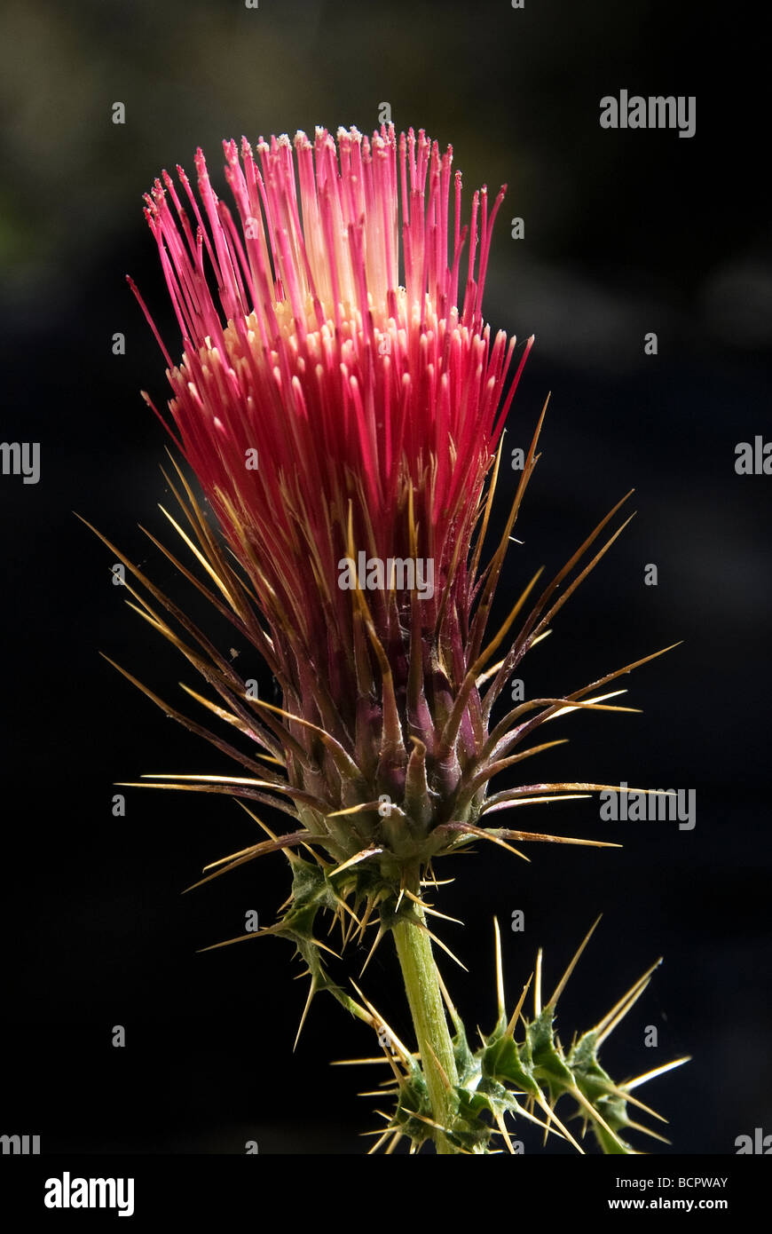 Rose Thistle Cirsium andersonii Ancient Bristlecone Pine Forest ...