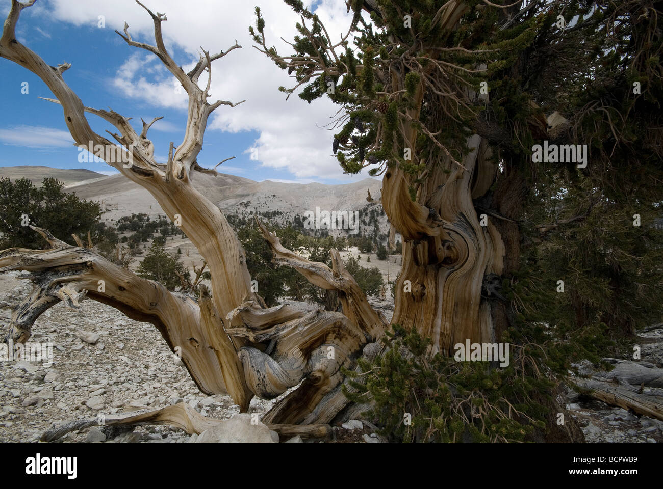 Great Basin Bristlecone Pine Pinus longaeva Patriarch Grove Ancient ... Great Basin Bristlecone Pine Pinus longaeva Patriarch Grove Ancient ...