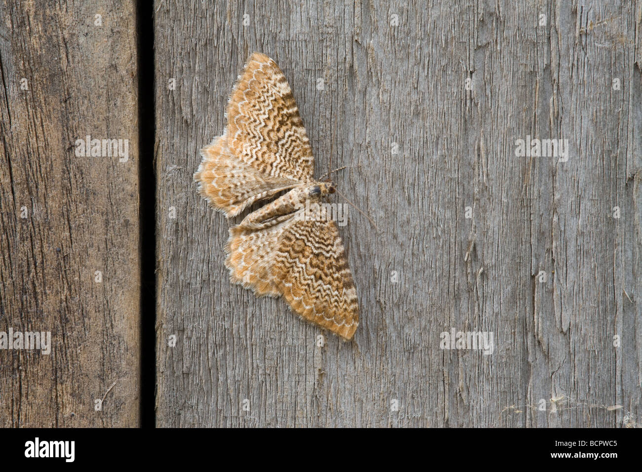 Common pug moth hi-res stock photography and images - Alamy