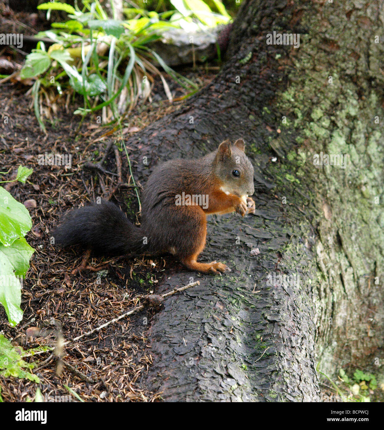 Red Squirrel with nut Stock Photo - Alamy