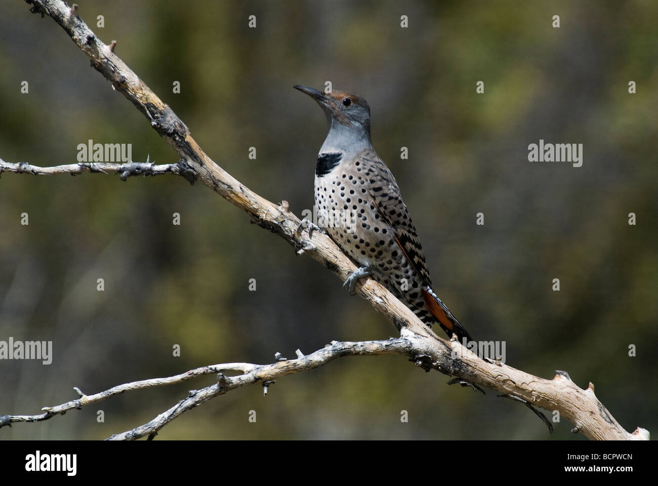 Northern Flicker Colaptes auratus South Fork Colorado USA Stock Photo ...