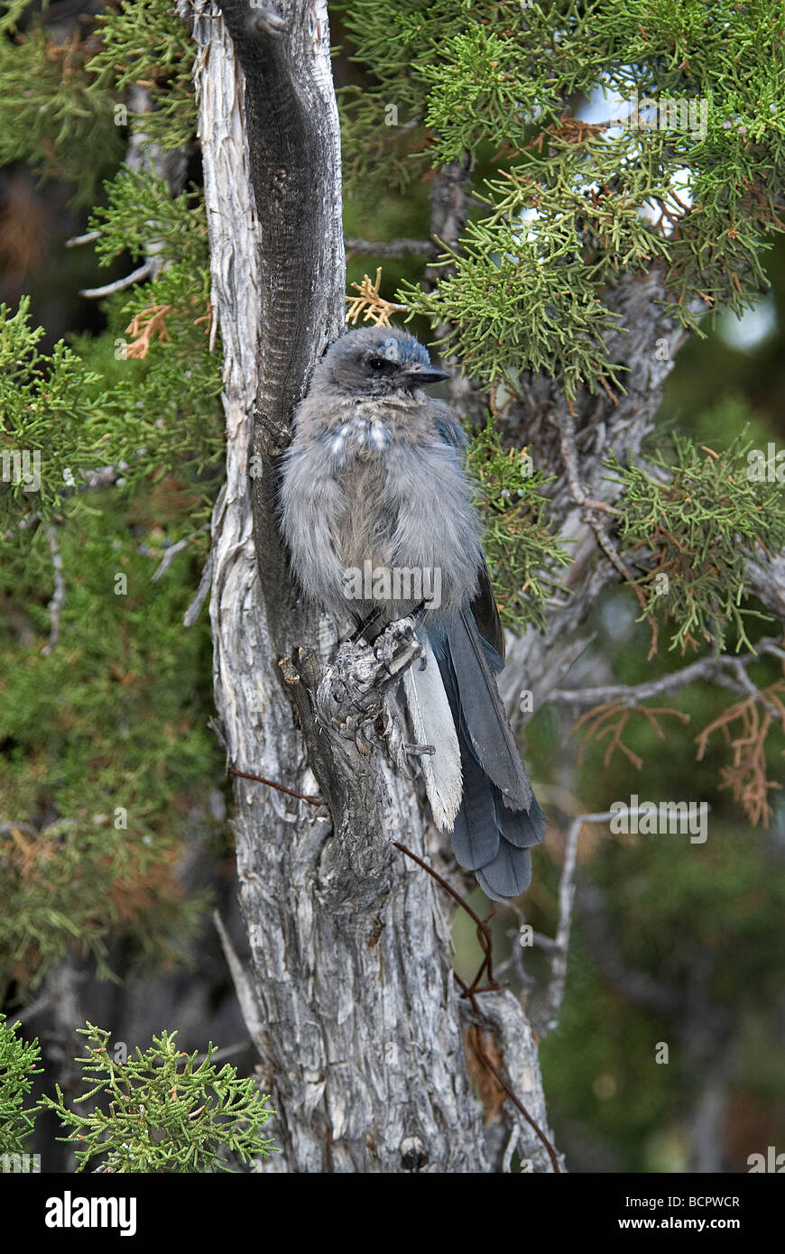 Pinon pine california hi-res stock photography and images - Alamy