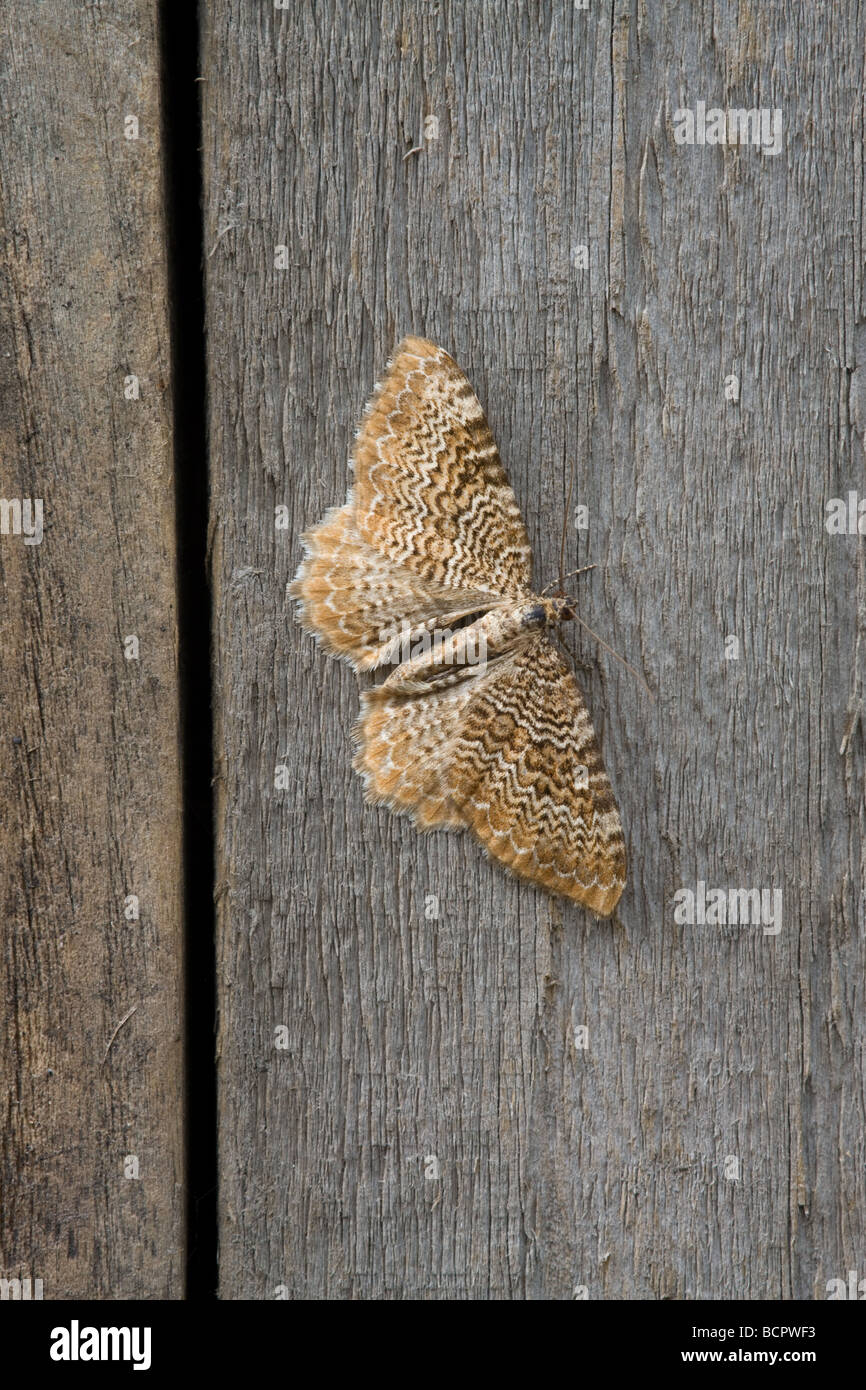 Common pug moth hi-res stock photography and images - Alamy