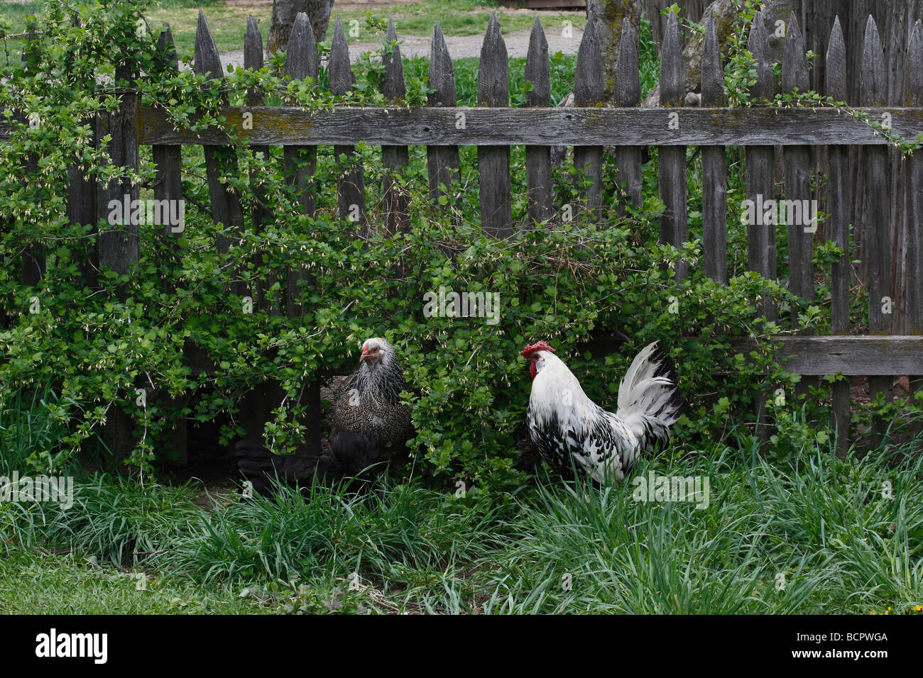 American chicken farm in USA US background nature natural rural ...