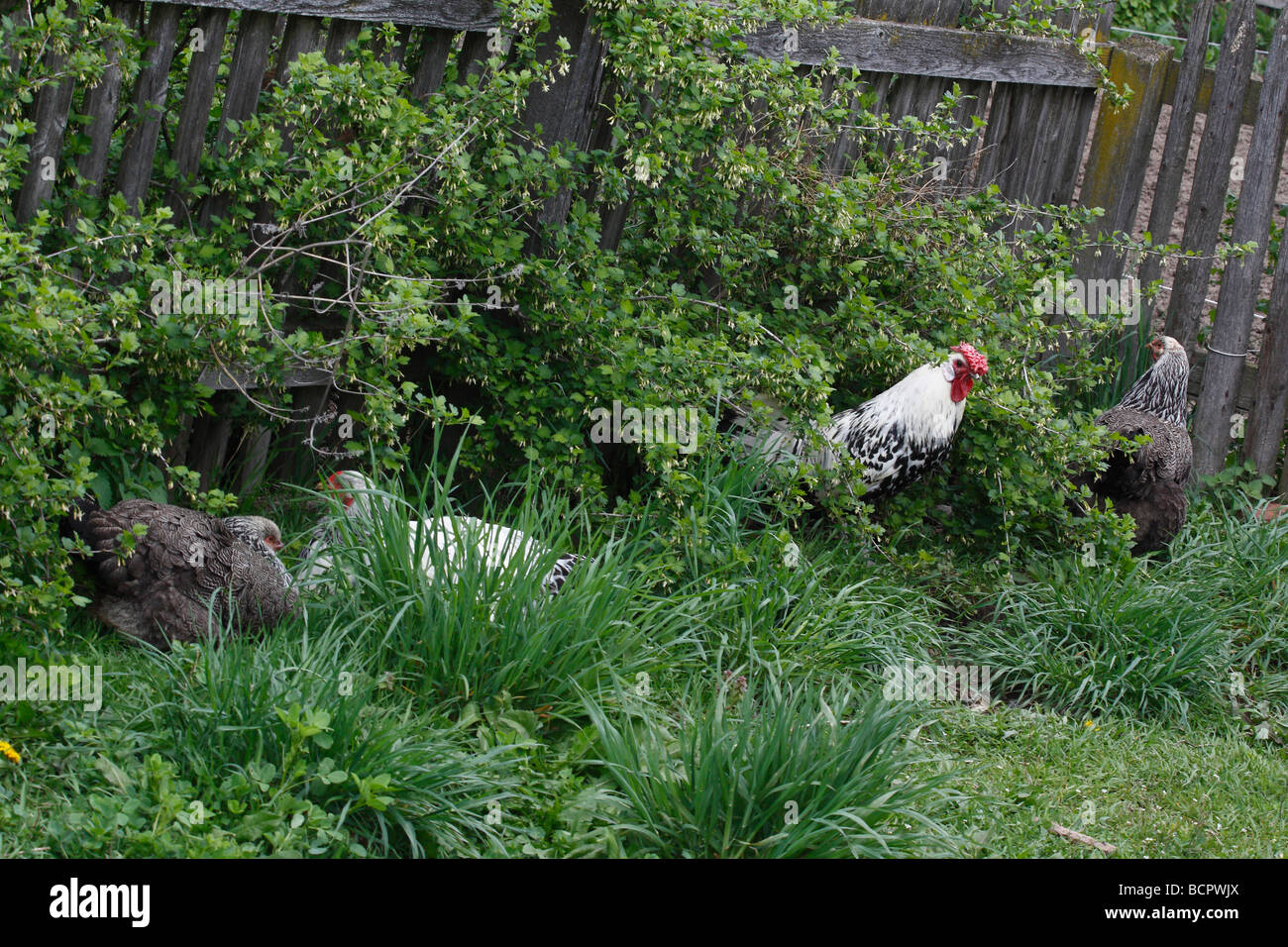 American chicken farm in USA US Eco inspired friendly good background ...