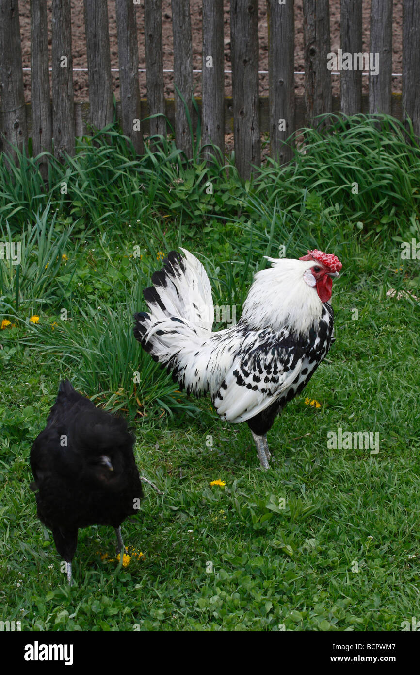 American chicken farm in USA US Eco inspired friendly good background ...