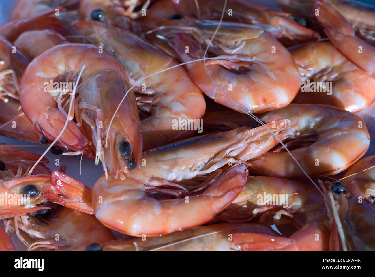 Prawn farming hi-res stock photography and images - Alamy