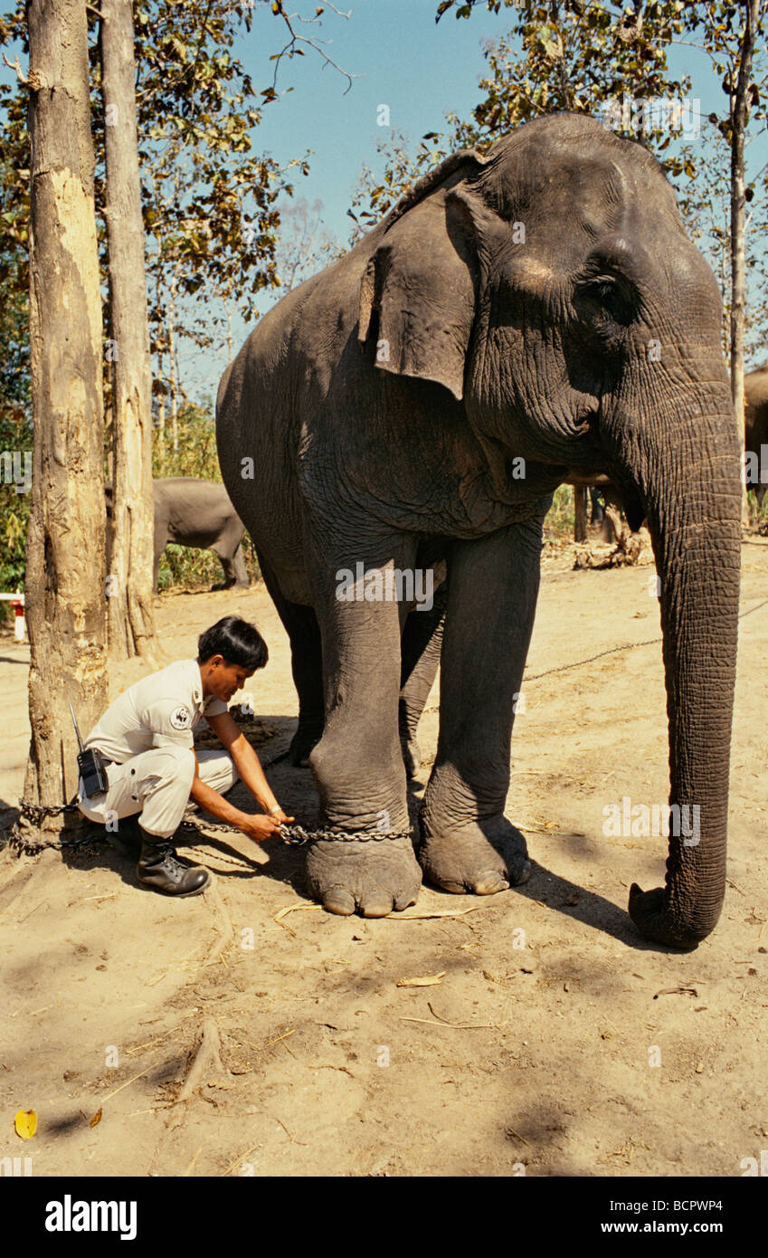Female Thai elephant being released to the wild by WWF staff Stock ...