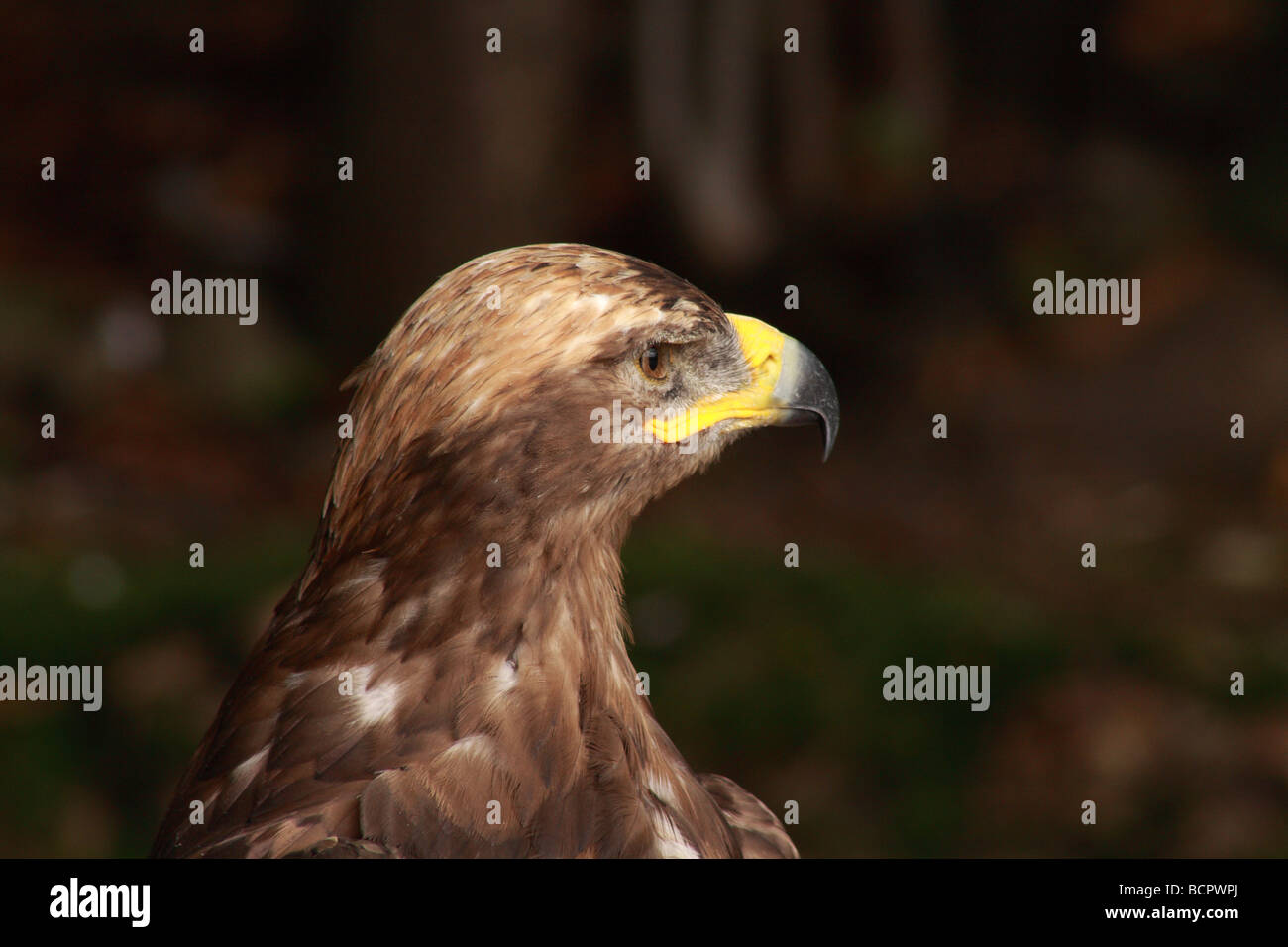 Common buzzard hawk hi-res stock photography and images - Alamy