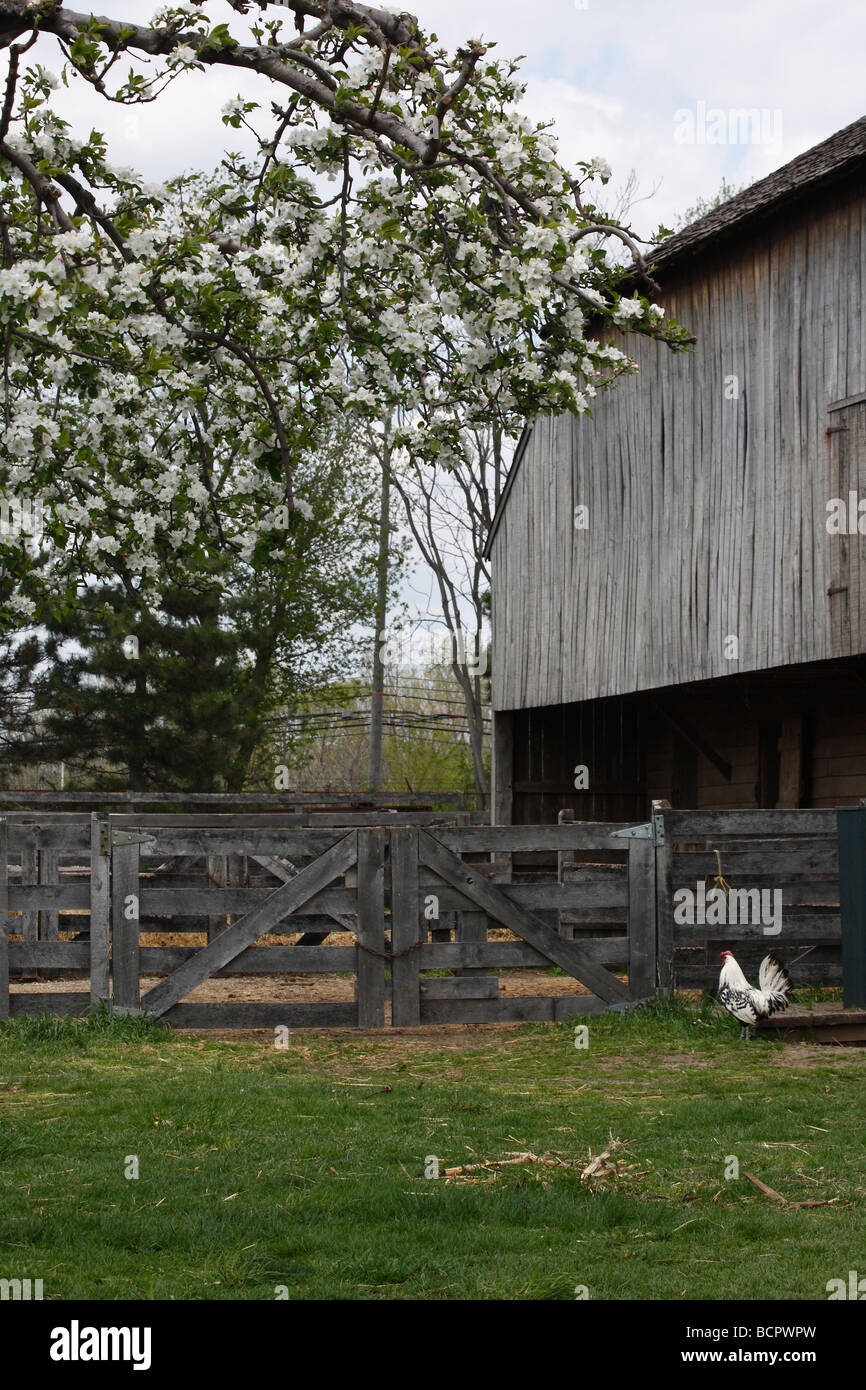 American chicken farm in Michigan MI Rooster and hen farming very high ...