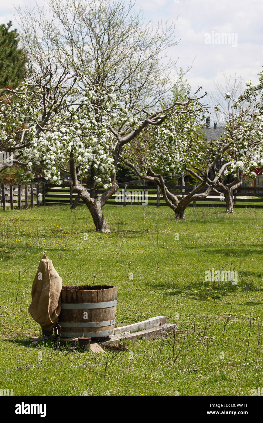 American rural landscape orchard trees blooming with white flowers ...