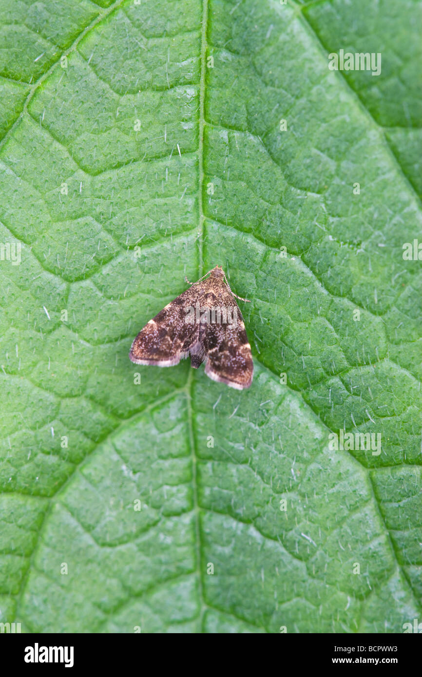 Nettle-tap Moth Anthophila fabriviana adult moth at rest on a leaf ...