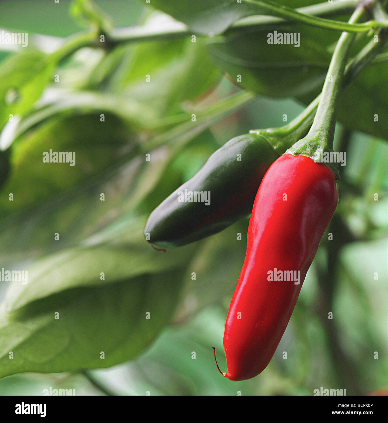 Red and Green Chilli Peppers Stock Photo - Alamy