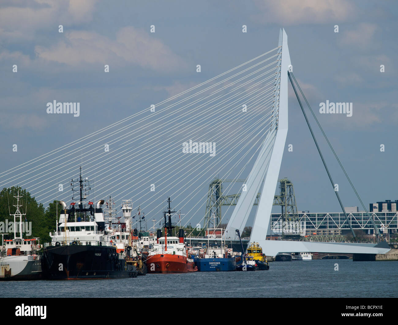 Rotterdam bridges with Erasmus suspension bridge in front and the old ...