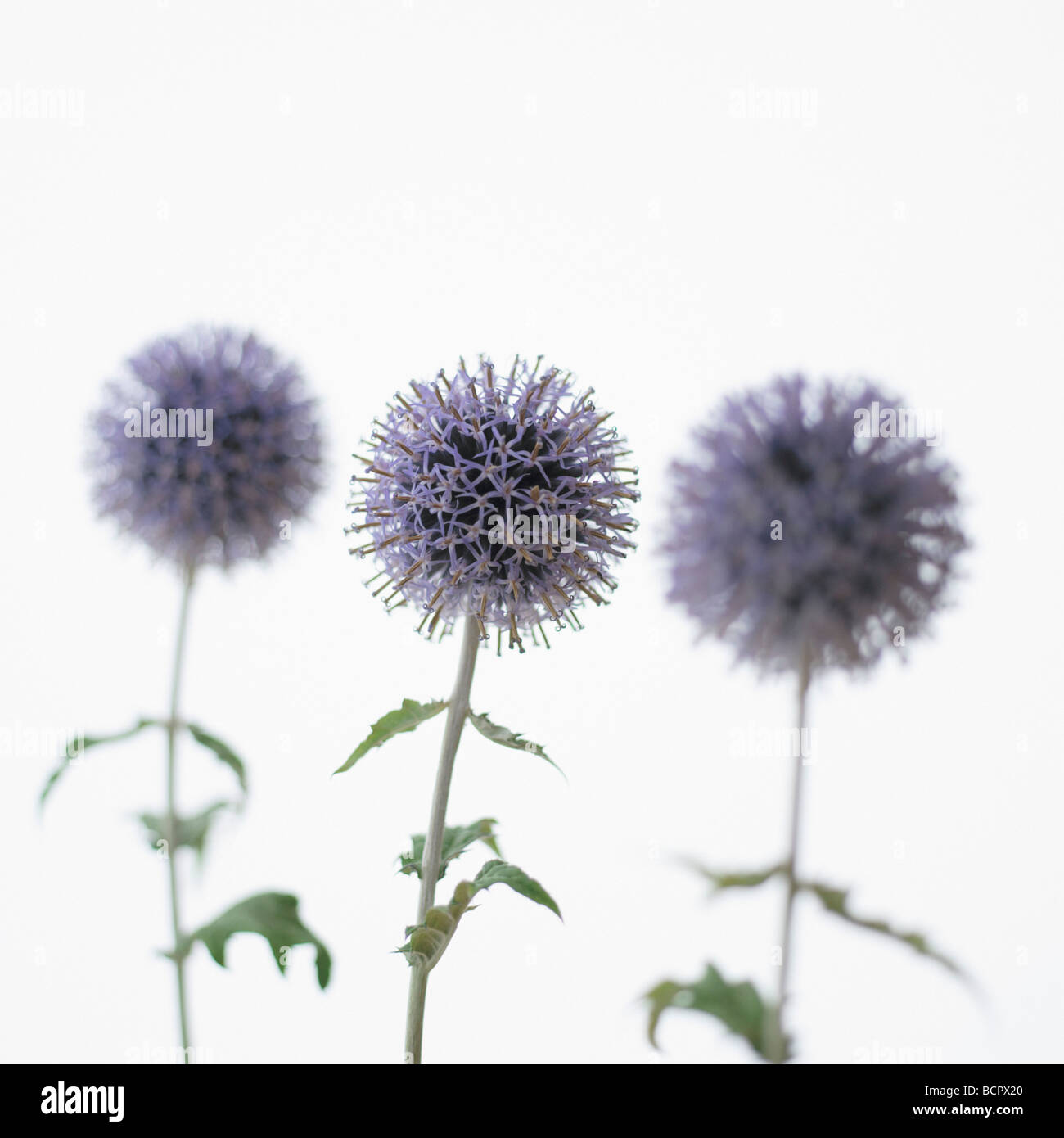 Spherical thistle Cut Out Stock Images & Pictures - Alamy