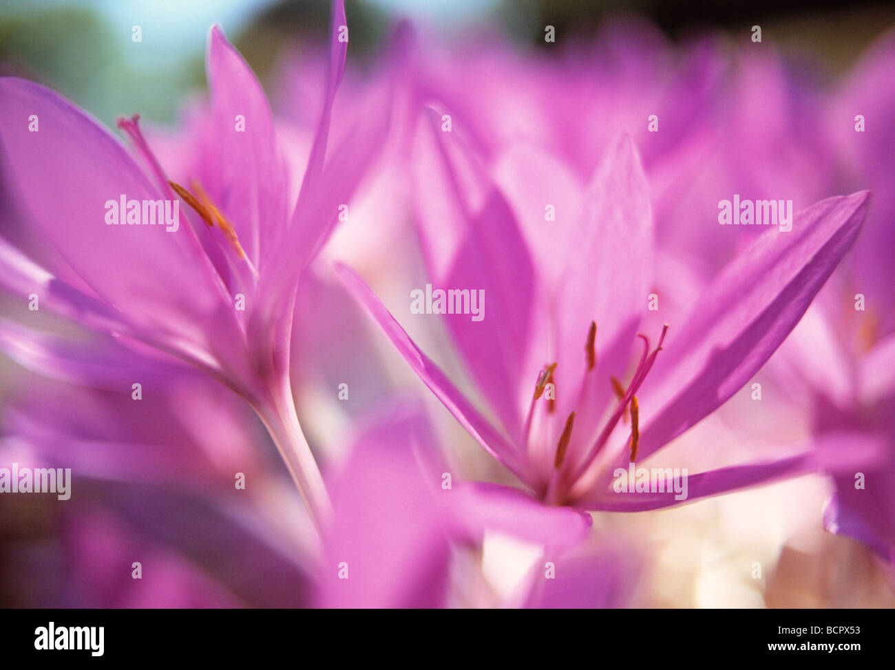 Showy colchicum hi-res stock photography and images - Alamy