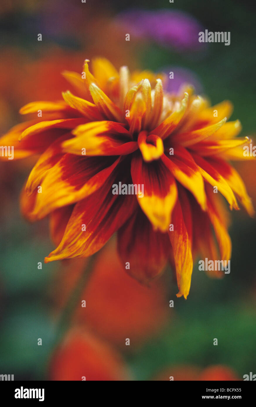 Rudbeckia hirta Cherokee Sunset Coneflower / black-eyed Susan Stock ...