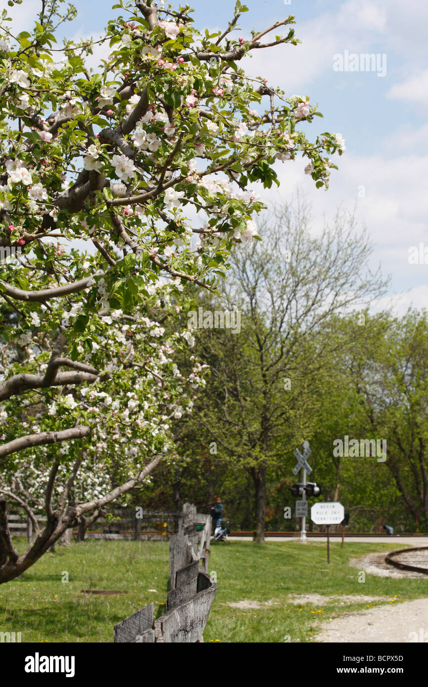 Rural landscape with orchard blooming white flowers trees in MI USA ...