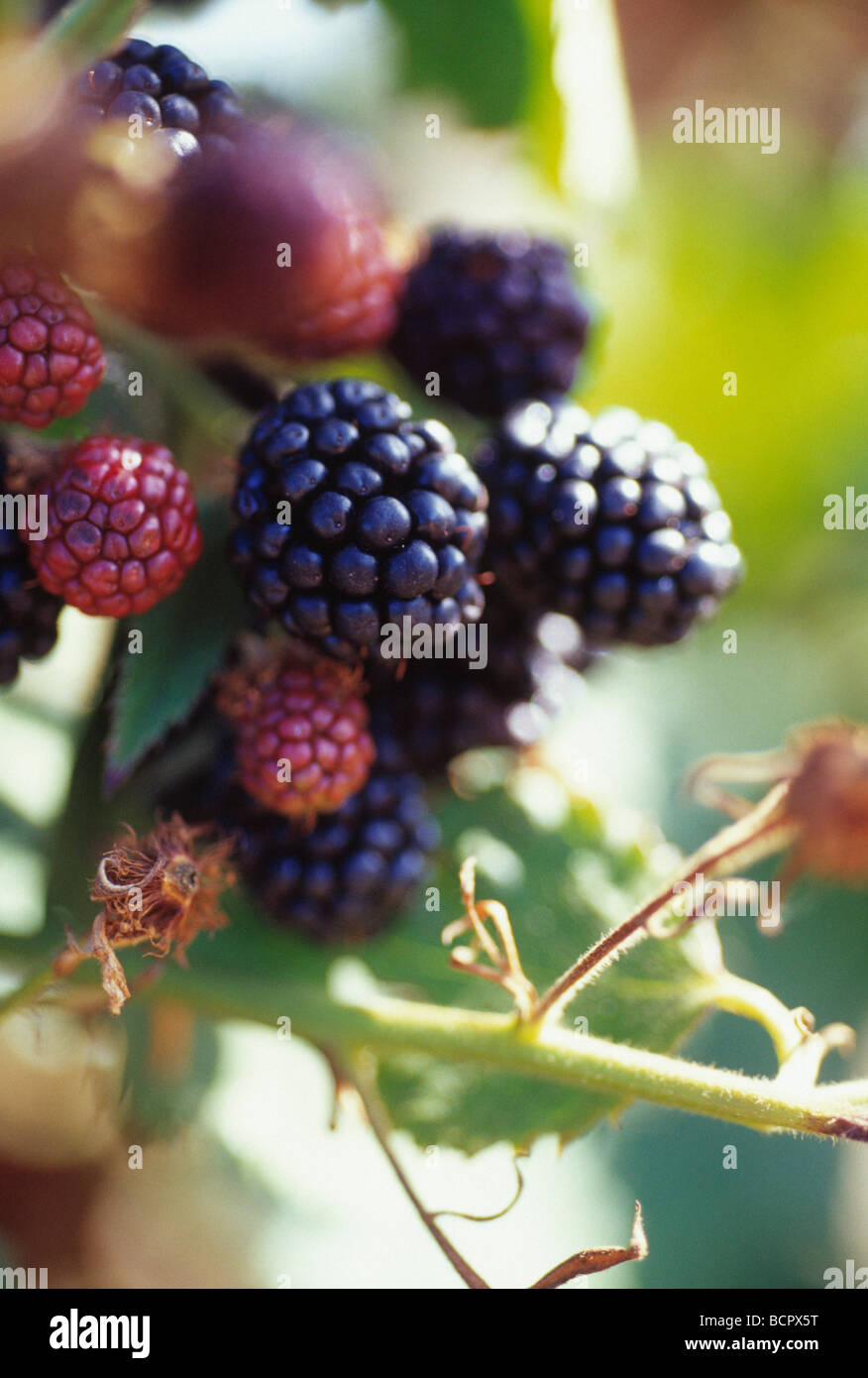 Laciniatus hi-res stock photography and images - Alamy