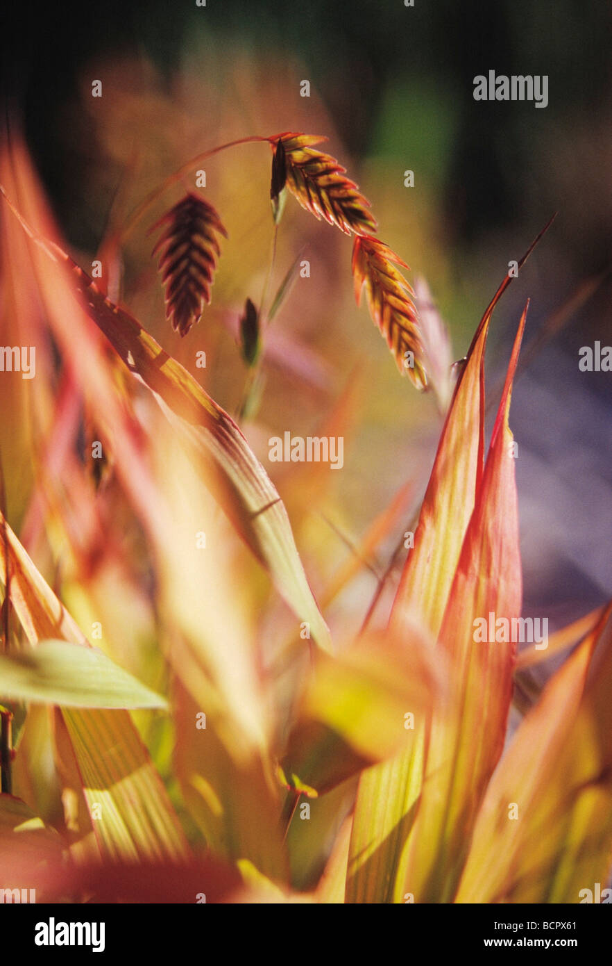 Chasmanthium latifolium Wood Oats / Northern sea oats Stock Photo - Alamy