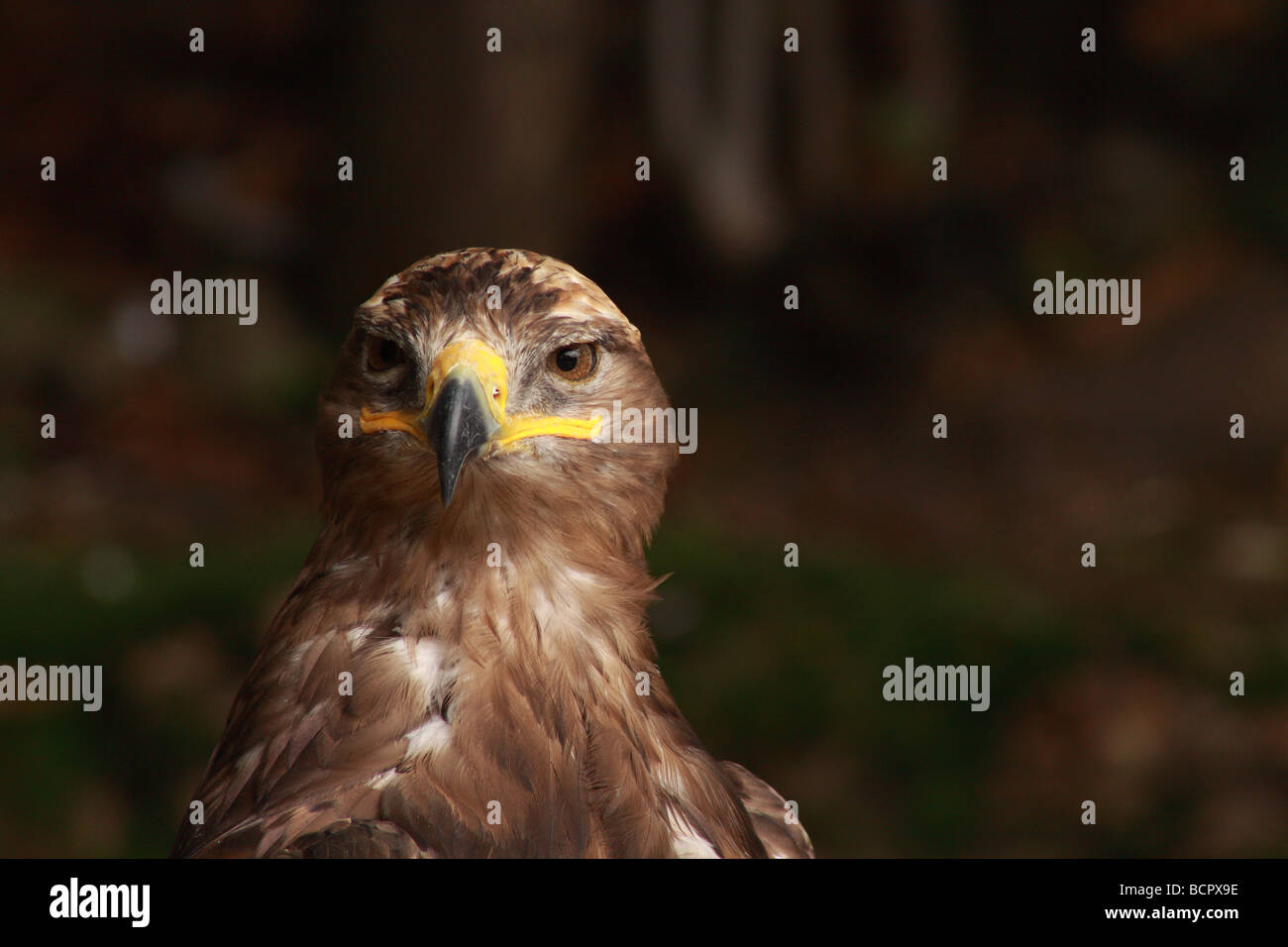 Raptor face hi-res stock photography and images - Alamy