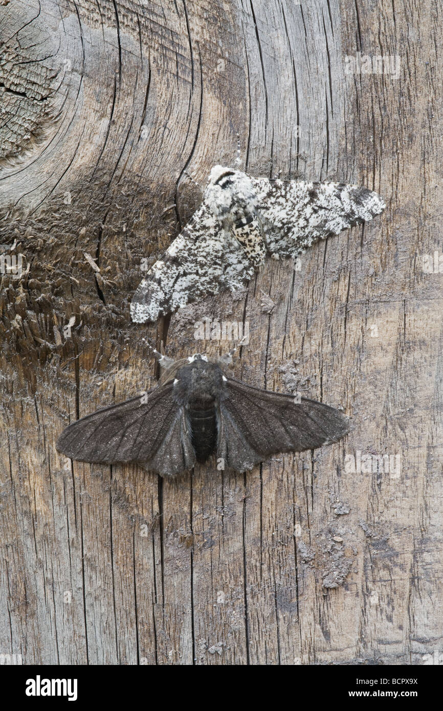 Camouflaged Peppered Moth High Resolution Stock Photography and Images ...
