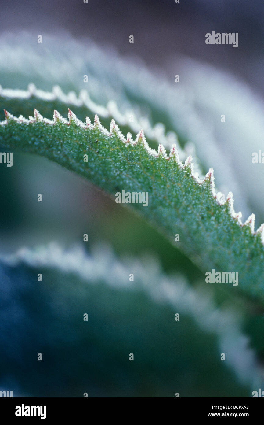 Helleborus leaf hi-res stock photography and images - Alamy