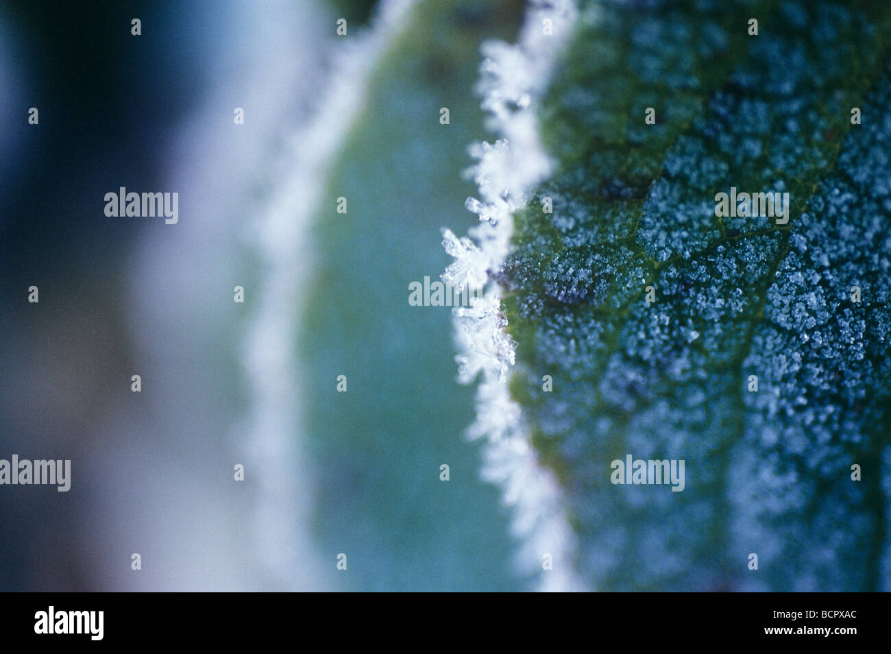 variety not identified Variety not identified Stock Photo - Alamy