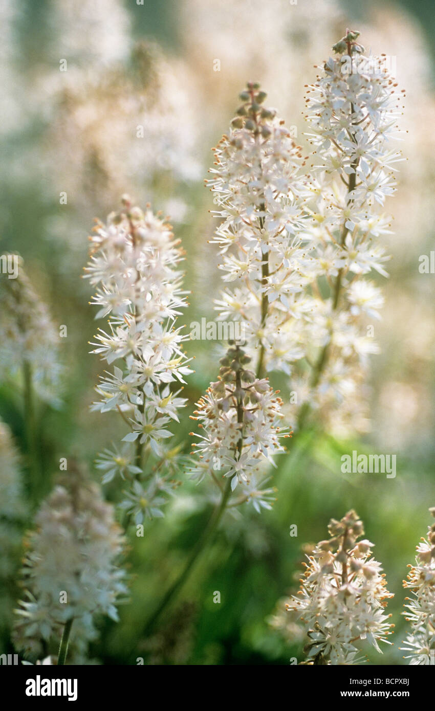 Tiarella cordifolia hi-res stock photography and images - Alamy