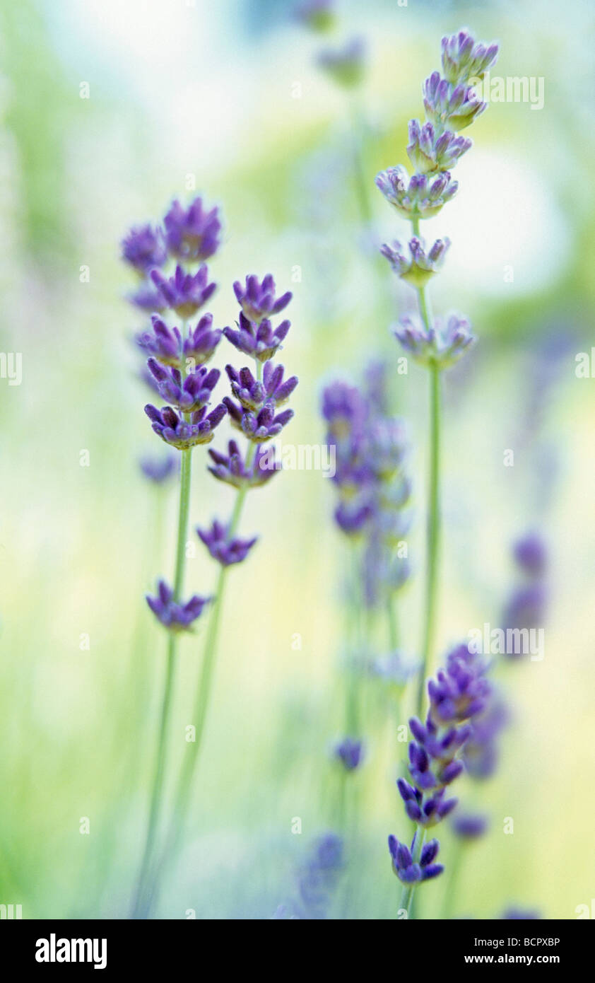 Lavandula augustifolia Lavender Stock Photo - Alamy