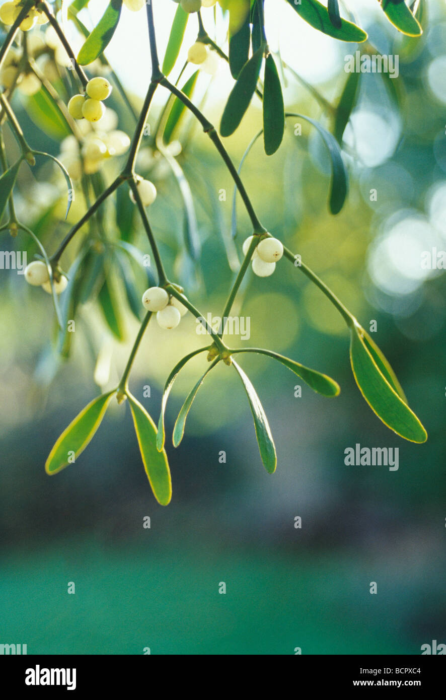 Viscum album Mistletoe Stock Photo - Alamy