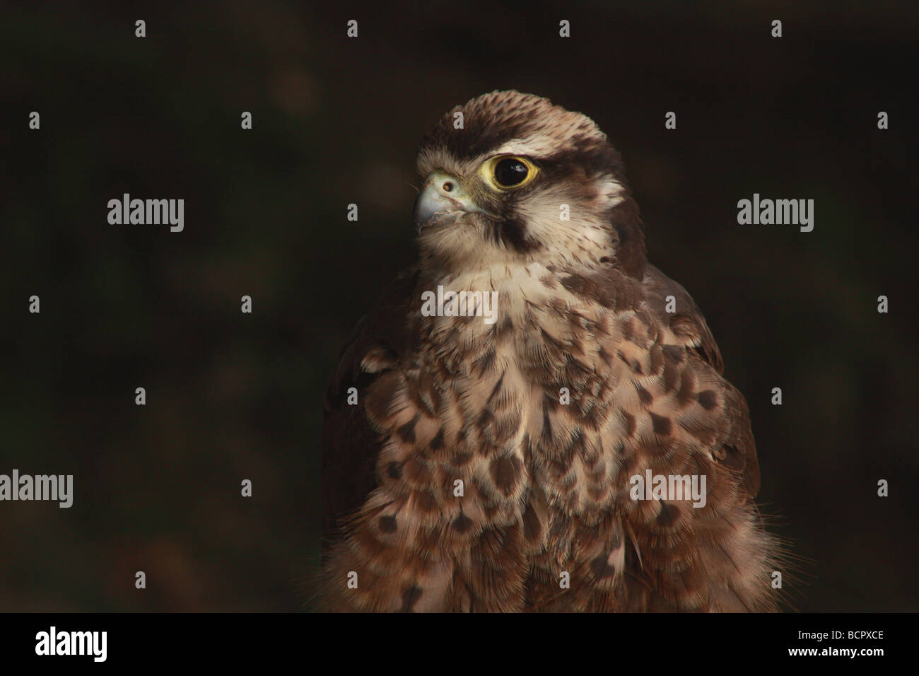 Falconidae hi-res stock photography and images - Alamy
