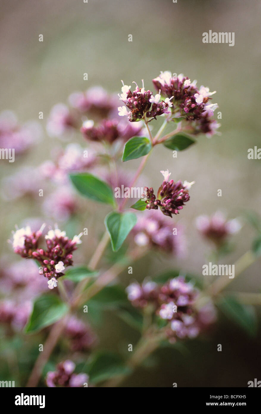 Medium pink flowers hi-res stock photography and images - Alamy