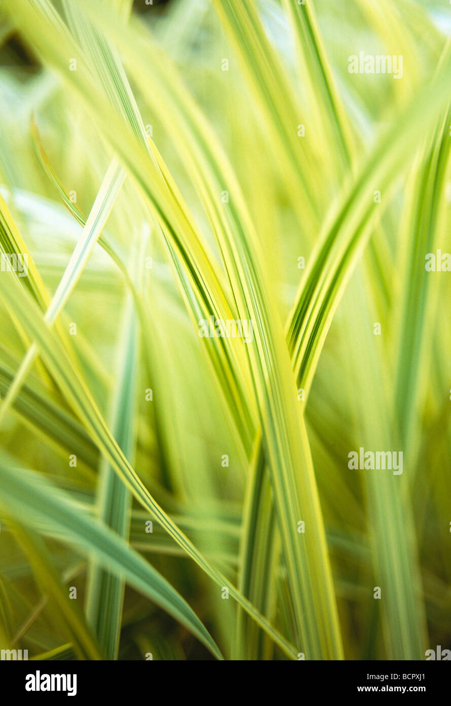 Glyceria maxima ‘Variegata’ Reed sweet-grass Stock Photo - Alamy