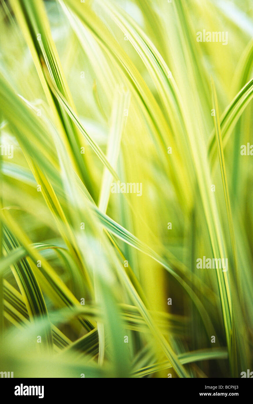 Glyceria maxima ‘Variegata’ Reed sweet-grass Stock Photo - Alamy