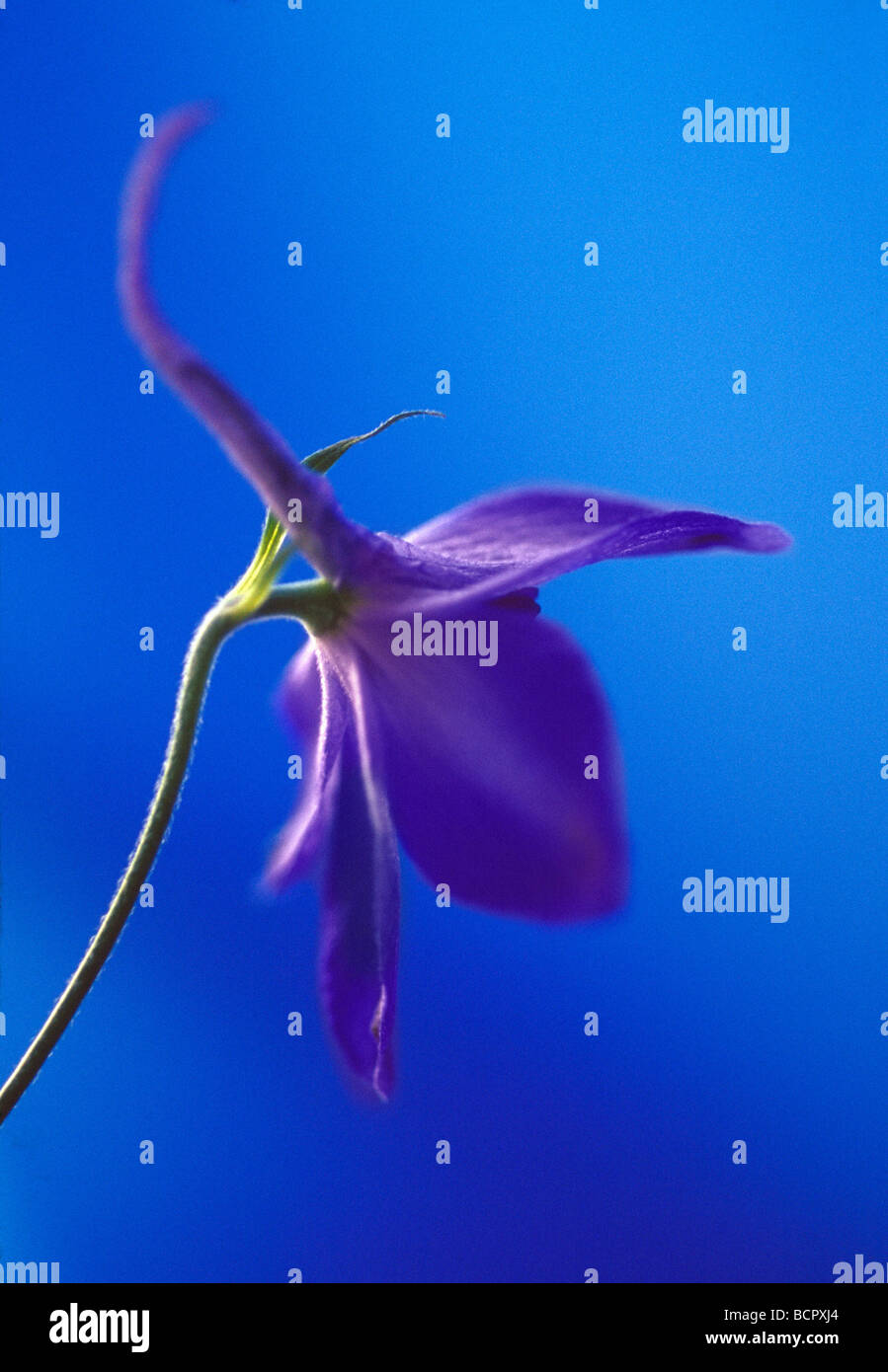 Delphinium blue bees hi-res stock photography and images - Alamy