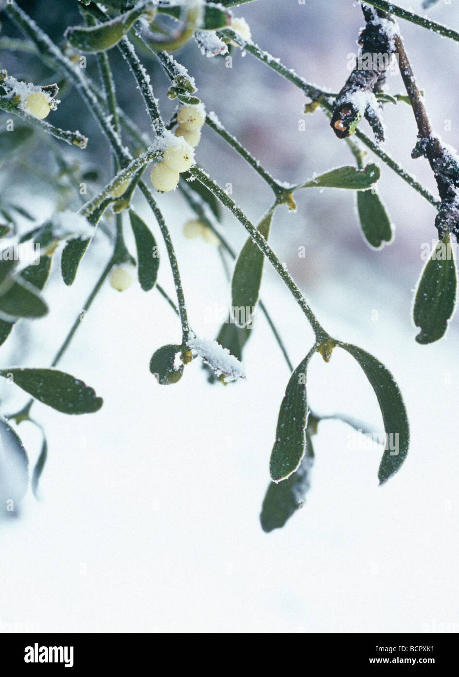 Viscum album Mistletoe Stock Photo - Alamy