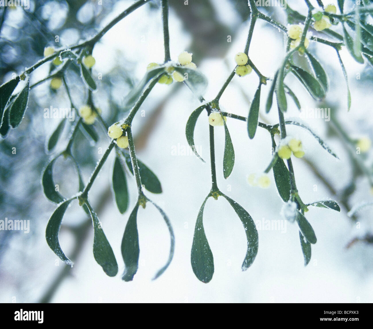 Viscum album Mistletoe Stock Photo - Alamy