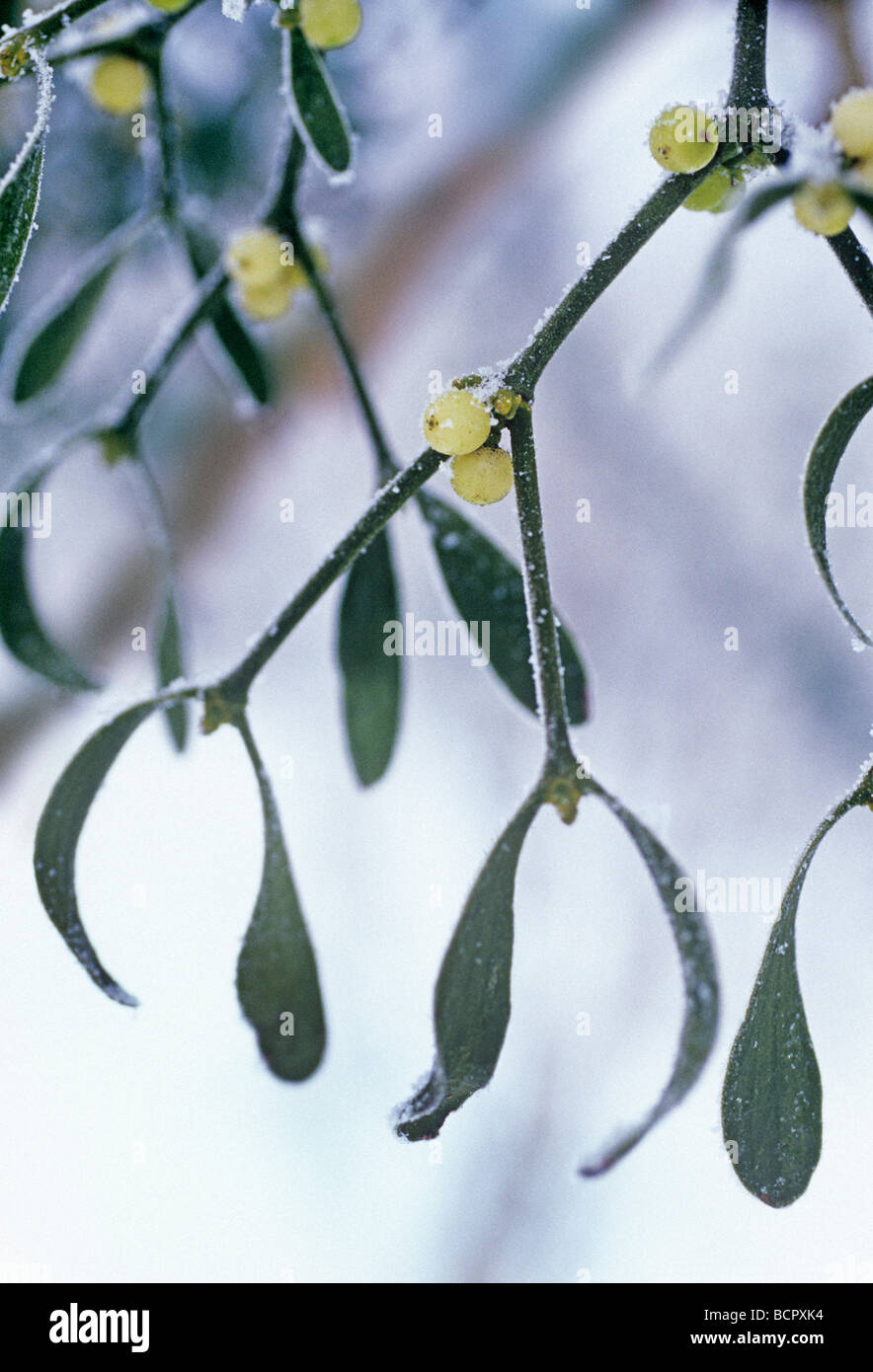 Viscum album Mistletoe Stock Photo - Alamy