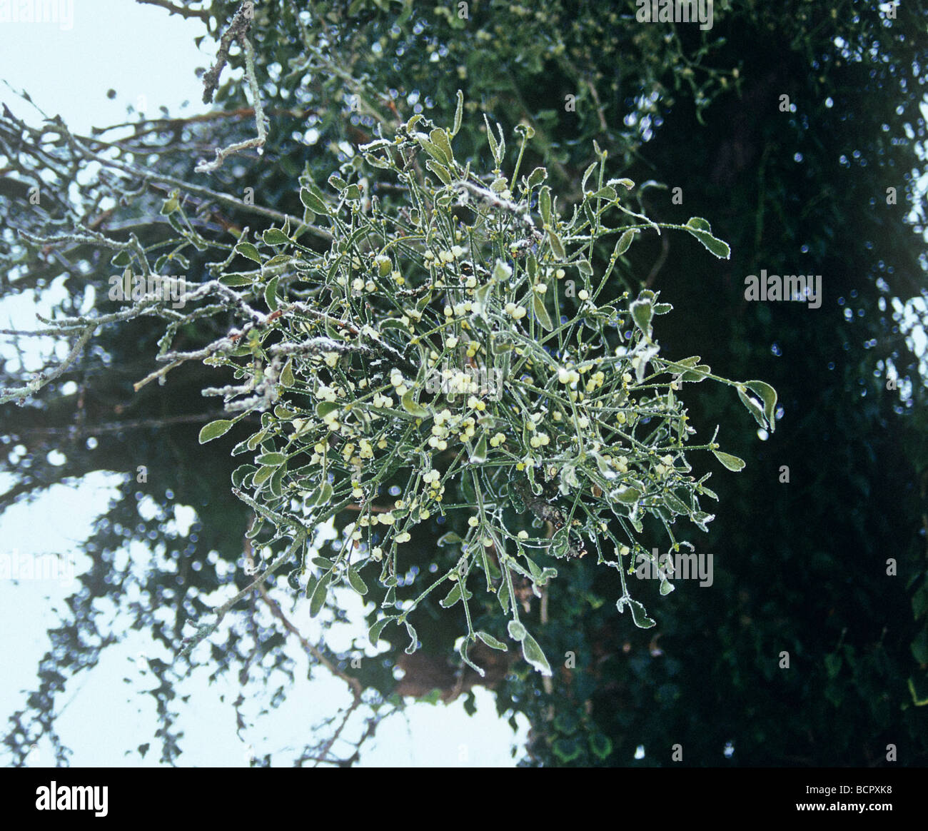 Viscum album Mistletoe Stock Photo - Alamy