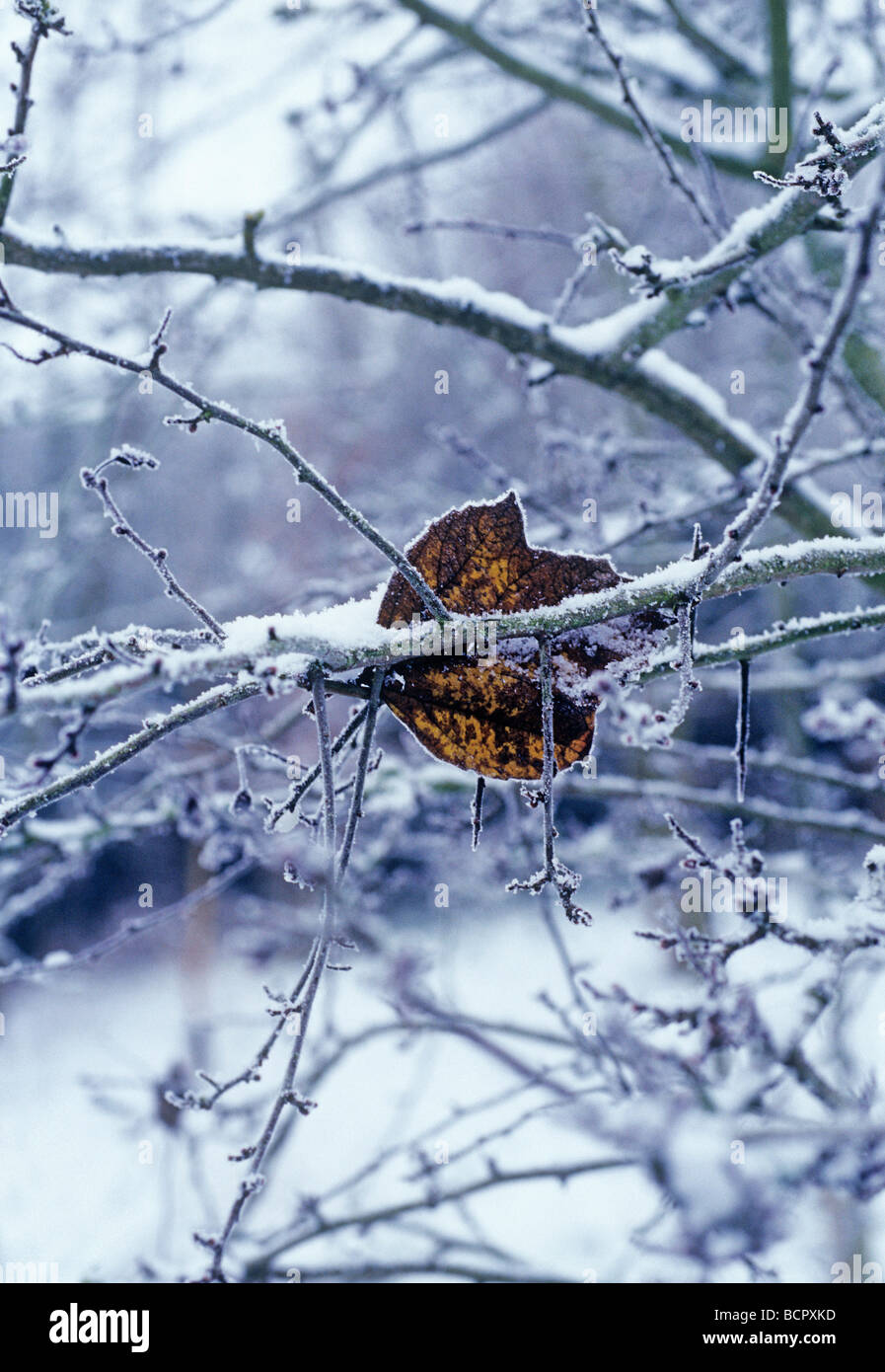 Variety not identified Stock Photo - Alamy