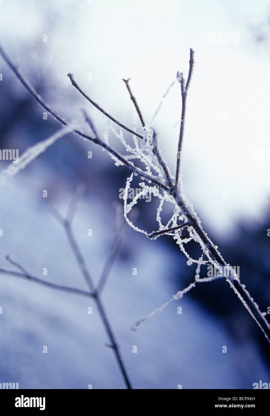 Variety not identified Stock Photo - Alamy