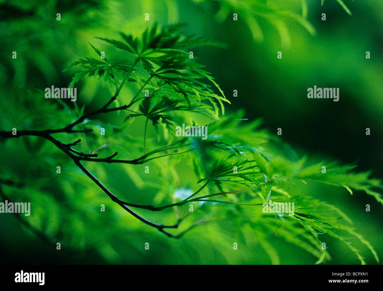 Acer palmatum dissectum Japanese maple Stock Photo - Alamy
