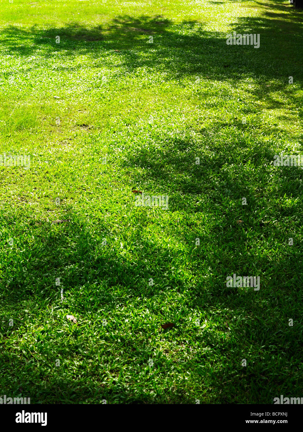grass field with shadow of trees Stock Photo - Alamy