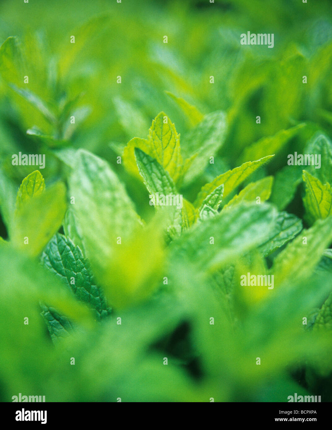 Mentha spicata Mint - Spearmint Stock Photo - Alamy